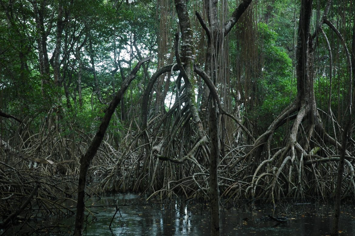 Mangrove - forêt en danger - protection de la biodiversité - Honduras ...