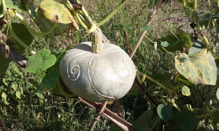 Wwoof. Devenez wwoofer dans une ferme bio en France | Eco-volontaire